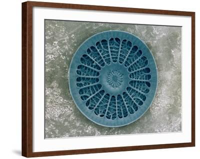 'Microscopic View of Diatom' Photographic Print - Jim Zuckerman ...