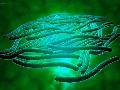 'Microscopic View of Legionella Pneumophila' Poster | AllPosters.com