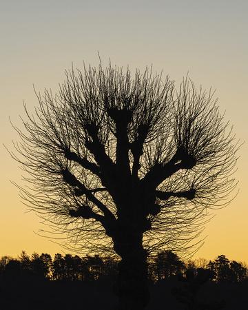 Back Lit Tree Giclee Print - Mikael Svensson | AllPosters.com