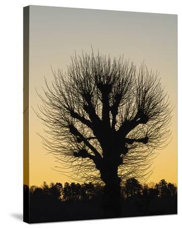 'Back Lit Tree' Stretched Canvas Print - Mikael Svensson | AllPosters.com