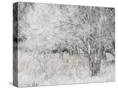 'Frosty Forest - Copse' Stretched Canvas Print - Mikael Svensson ...