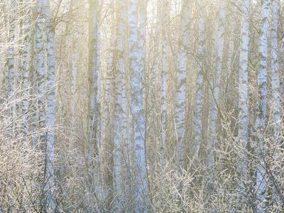 Twigs and Timber Giclee Print - Mikael Svensson | AllPosters.com