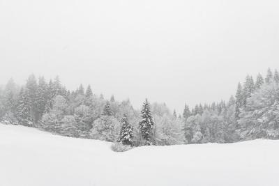 Minimalistic winter landscape in cloudy weather with snowy trees ...