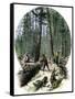 'Minnesota Loggers Cutting Trees and Sawing Logs with a Two-Man Saw, c ...