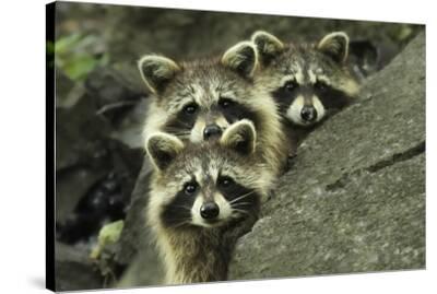 'Tres Banditos' Photographic Print - Mircea Costina | AllPosters.com