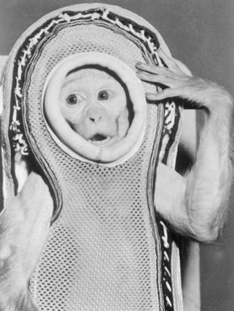 'Miss Sam Wearing Space Gear' Photographic Print | AllPosters.com