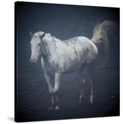'Misty Morning Horse' Stretched Canvas Print - Laura Warren ...
