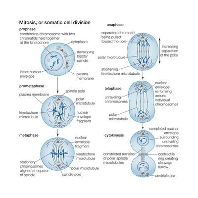 'Mitosis, Somatic Cell Division, Biology' Prints - Encyclopaedia ...