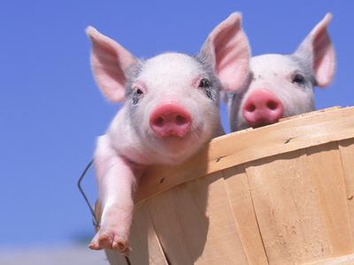 'Mixed-Breed Pigs' Photographic Print - Lynn M. Stone | AllPosters.com