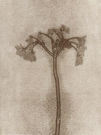 'Petite Stem 9' Giclee Print - MMB Studio | AllPosters.com