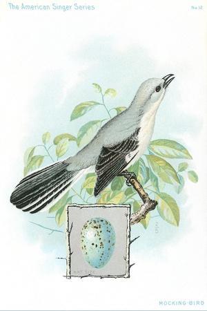 Vintage Mockingbird Illustration