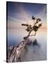 'Water Tree X' Photographic Print - Moises Levy | AllPosters.com