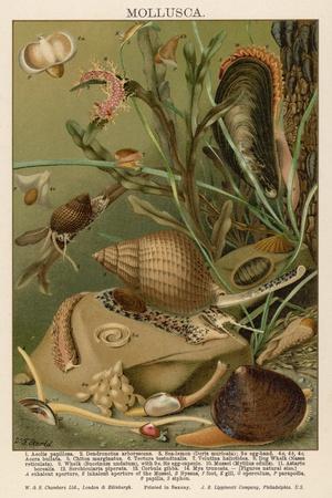 'Mollusks / Sealife' Prints | AllPosters.com