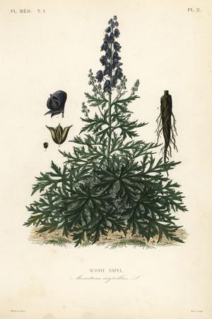 'Monk's-Hood, Aconite or Wolfsbane, Aconitum Napellus, Aconit Napel ...