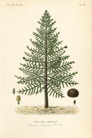 'Monkey Puzzle Tree or Chilean Pine, Araucaria Araucana, Araucaria ...