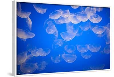 'Moon Jellyfish' Photographic Print - Richard T. Nowitz | AllPosters.com