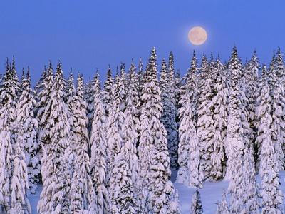 'Moon Over Snow-Covered Trees' Photographic Print - Cindy Kassab ...