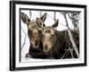 'Moose at Grand Teton National Park, Wyoming, USA' Photographic Print ...