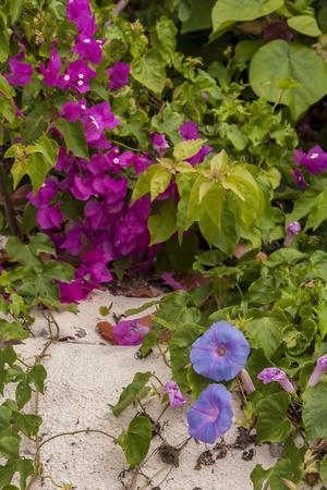 'Morning Glory and Bougainvillea Flowers, Princess Cays, Eleuthera ...