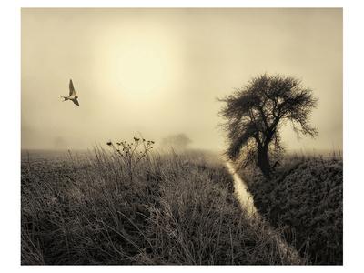'Morning Mood' Posters | AllPosters.com