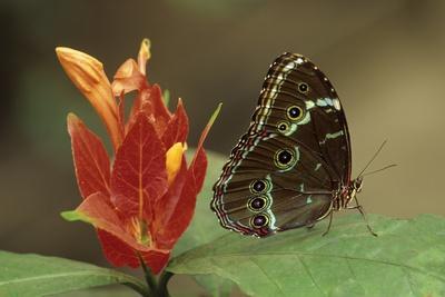 Morpho Butterfly, Resting with Wings Folded, La Selva Reserve, Amazon ...