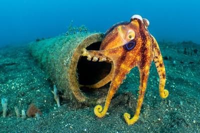'Mototi octopus emerging from its den inside a bamboo log, Indonesia ...