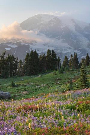 'Mount Rainier Paradise wildflower meadows. Mount Rainier National Park ...
