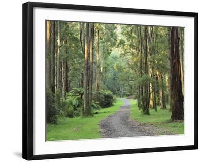 'Mountain Ash Forest, Dandenong Ranges National Park, Dandenong Ranges ...