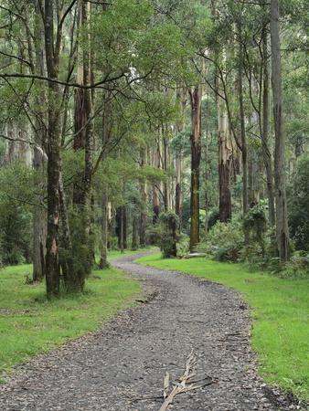 'Mountain Ash Forest, Dandenong Ranges National Park, Dandenong Ranges ...