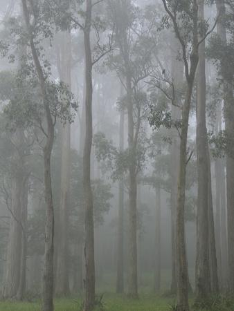 'Mountain Ash Forest in Fog, Dandenong Ranges National Park, Dandenong ...