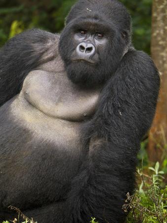 'Mountain Gorilla and No 2 Silverback, Kwitonda Group, the Buffalo Wall ...