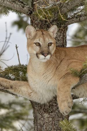 'Mountain Lion in tree, Montana. Puma Concolor' Premium Photographic ...