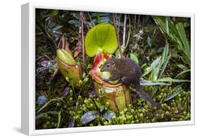 'Mountain tree shrew feeding on nectar secreted by the endemic Pitcher ...
