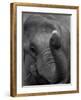 'Mouse Balancing on Elephant's Trunk' Photographic Print - Bettmann ...