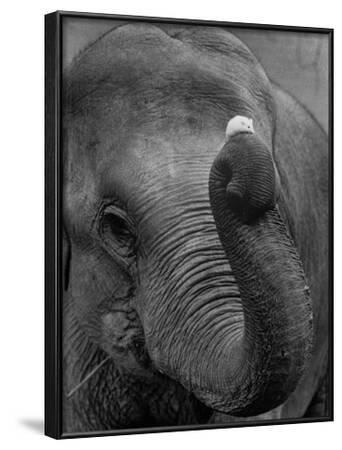 'Mouse Balancing on Elephant's Trunk' Photographic Print - Bettmann ...