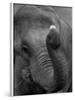 'Mouse Balancing on Elephant's Trunk' Photographic Print - Bettmann ...