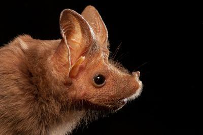 'Mouse-tailed bat portrait, Sinai Penimsula, Egypt.' Photographic Print ...