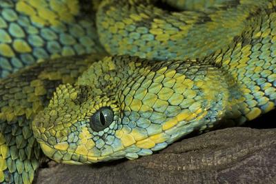 'Mt Rungwe Bush Viper' Photographic Print | AllPosters.com