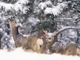 'Mule Deer Mother and Fawn in Snow, Boulder, Colorado, United States of ...