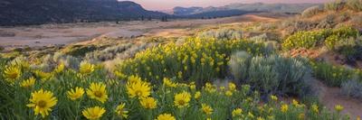 'Mules ears (Wyethia mollis) flowers in desert, Coral Pink Sand Dunes ...