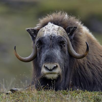 'Musk Ox (Ovibos Moschatus) Portrait Whilst Resting, Nome, Alaska, USA ...