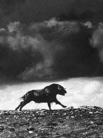 'Musk Oxen Hunt in Arctic Tundra, Lone Musk Ox Running Widely from ...