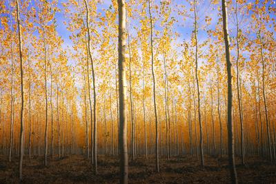'Mystery Trees in Autumn, Boardman Tree Farm, Oregon' Photographic ...