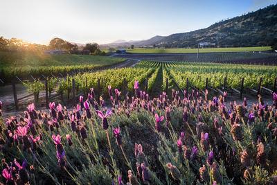 'Napa Valley Spring Afternoon' Photographic Print - George Oze ...