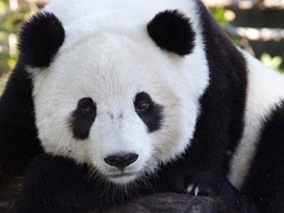'National Zoological Park: Giant Panda' Photographic Print | AllPosters.com
