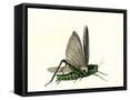 'Natural Sciences: Kansas Grasshopper. 19Th Century Colour Engraving ...