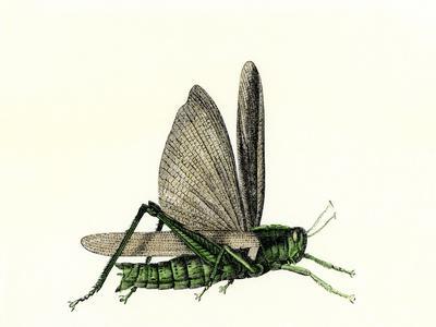 'Natural Sciences: Kansas Grasshopper. 19Th Century Colour Engraving ...