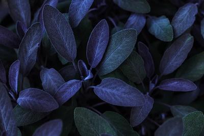 'Nature Abstract Background.Dark Leaves Texture.Modern Art, Can Be Used ...