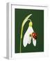 'Ladybug on Snowflake Flower' Photographic Print - Naturfoto Honal ...
