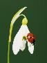 'Ladybug on Snowflake Flower' Photographic Print - Naturfoto Honal ...